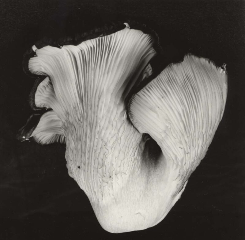Dale Reid | Canada – Contemporary Art Projects USA